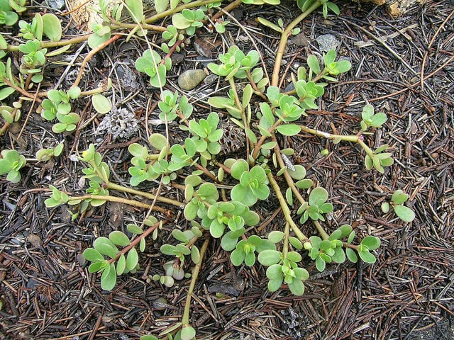 Purslane: The Edible "Weed" With Extraordinary Health Benefits