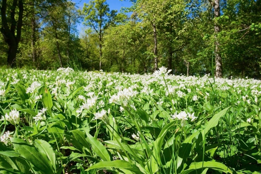 21 Edible Wild Plants With Extraordinary Health Benefits You Can Forage For