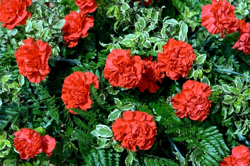 20 Most Fragrant Herbs & Flowers For An Aromatic Garden