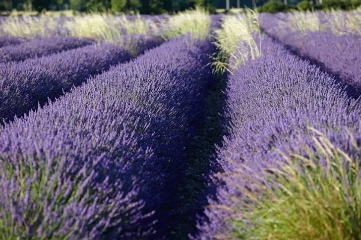 Lavender Plant Benefits