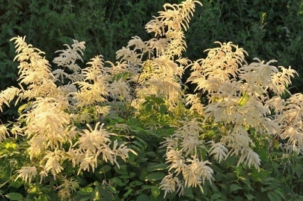 15 Beautiful Perennials That Grow In The Shade
