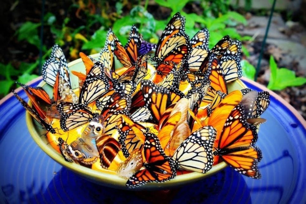 14 Beautiful DIY Butterfly Feeders To Make Your Garden A Butterfly Paradise