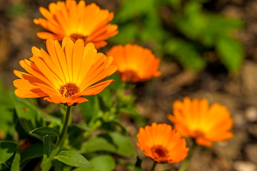 18 Easiest & Most Beautiful Flowers Anyone Can Grow In Their Garden
