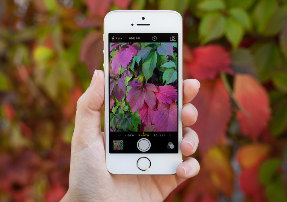 13 Ways To Identify Any Plant From A Picture