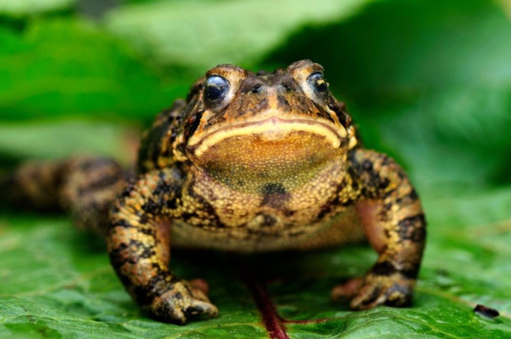 9 Ways To Attract Frogs & Toads To Your Garden