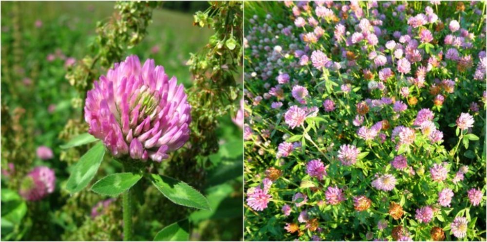 9 Reasons You Should Start Growing (Or Foraging For) Red Clover