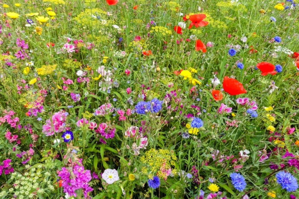 13 Ideas For Turning Your Lawn Into A Vibrant Ecosystem