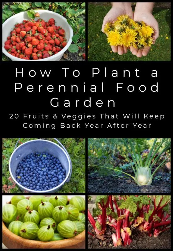 Perennial Fruits And Vegetables Cultivating Sustainability: Top