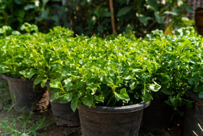 How To Grow Watercress: The Most Nutrient Dense Food On The Planet