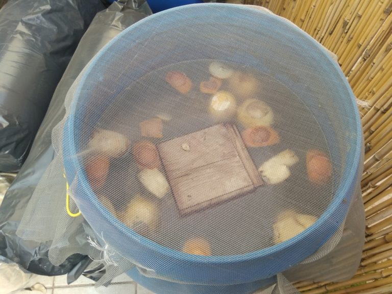 How To Make Compost Tea: The Best Thing To Spray On Your Plants