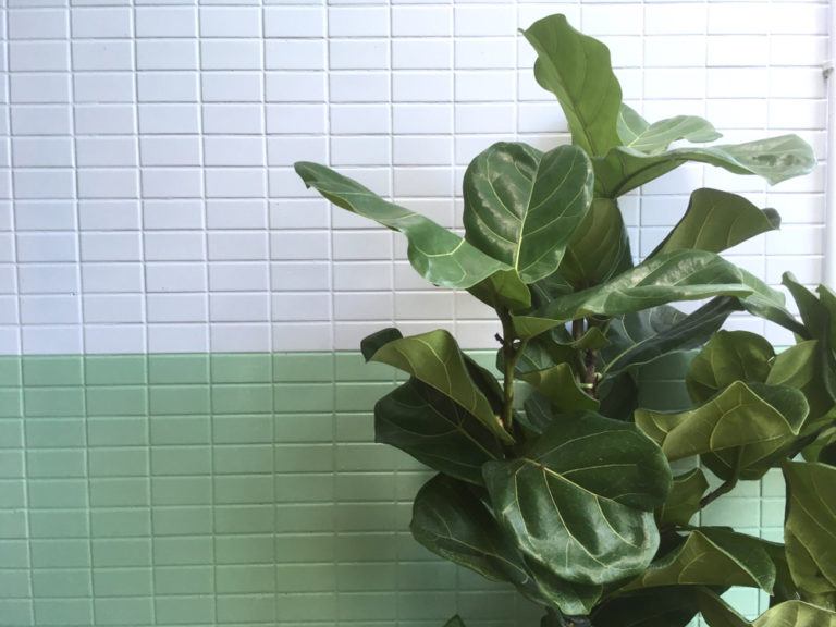 17 Best Houseplants For Your Kitchen