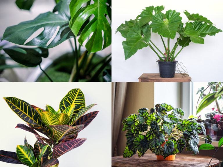 27 Tropical & Exotic House Plants You Should Grow In Your Home
