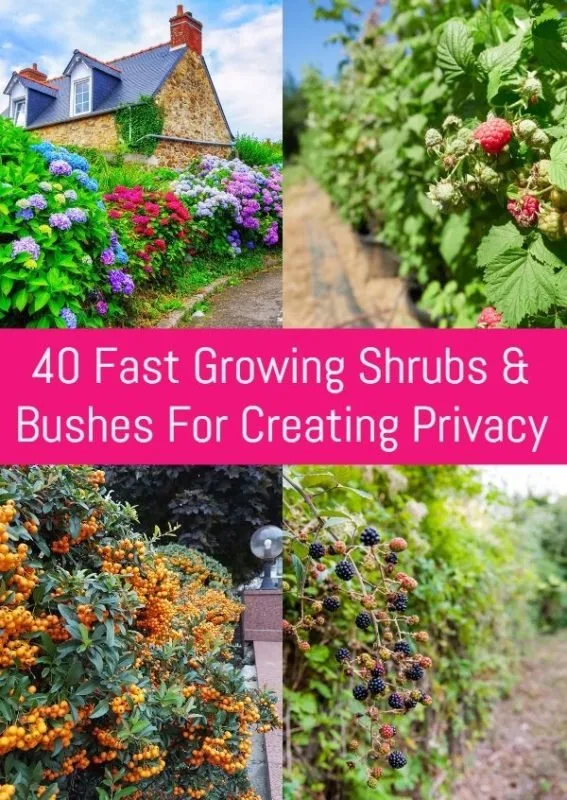 14 Fast Growing Privacy Shrubs And Hedges 18 Best Plants To Add