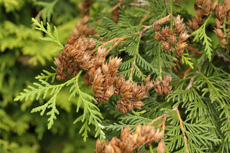 6 Healing Trees You Can Grow In Your Backyard