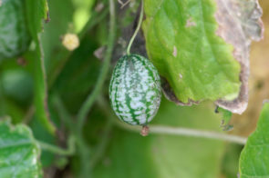 How To Grow Cucamelons - The Most Exciting Fruit You Can Grow This Year