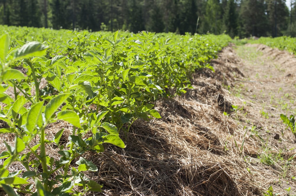 How To Grow Sacks Full Of Potatoes - 7 Weird Ways That Really Work
