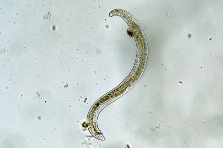 Nematodes: How These Tiny Worms Can Make (Or Break) Your Garden