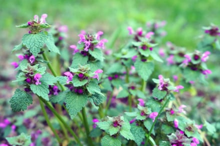 4 Reasons To Go & Find Purple Dead-Nettle