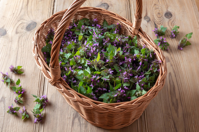 4 Reasons To Go & Find Purple Dead-Nettle