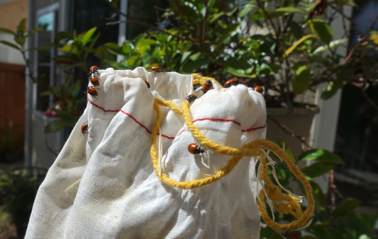 How To Attract Thousands Of Ladybugs To Your Garden & Keep Them There