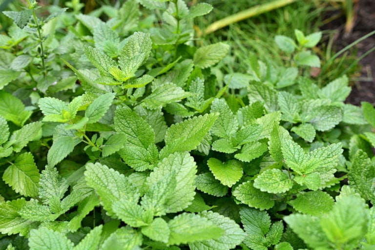 12 Reasons Everyone Should Start Growing Lemon Balm
