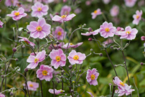 9 Perennials You Should Plant This Fall