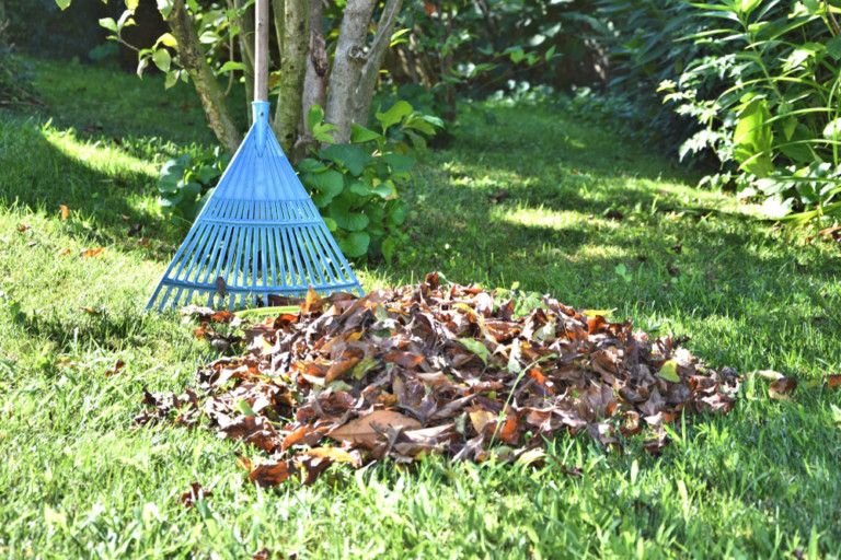 5 Reasons To Use Leaf Mold + How To Make It